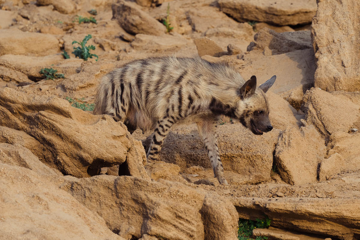 Animals – Learn Photography Online