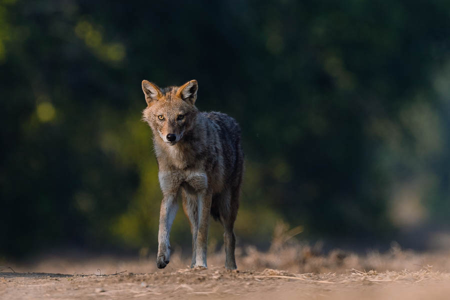 Girish Menon - Photography Classes, Workshops, and Books